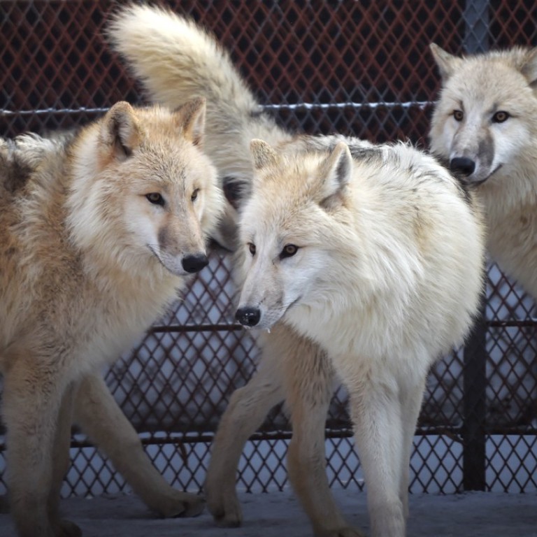 Arctic wolves to go on display at Chinese zoo | South China Morning Post