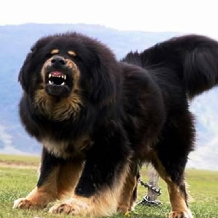 Tibetan Mastiff Dog Attack
