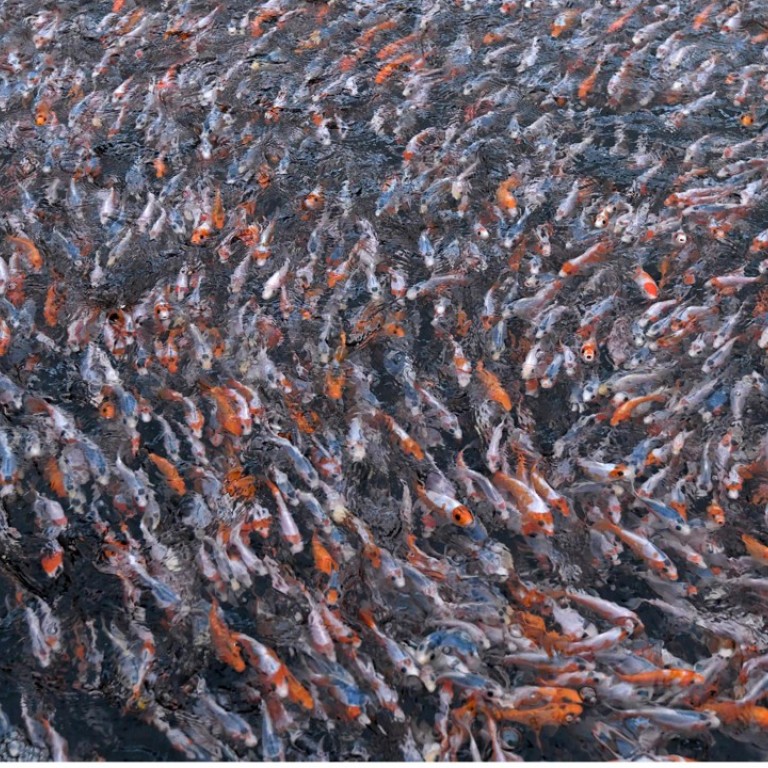 Fishy business: the people who splash out on priceless koi carp | South ...