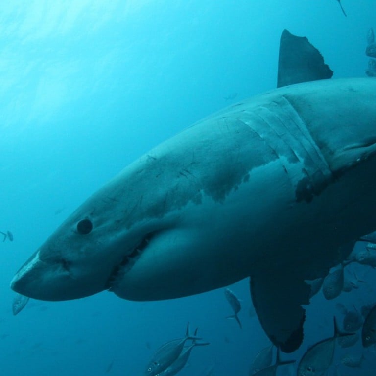 Donald Trump’s hatred for sharks leads to donations to sea life ...