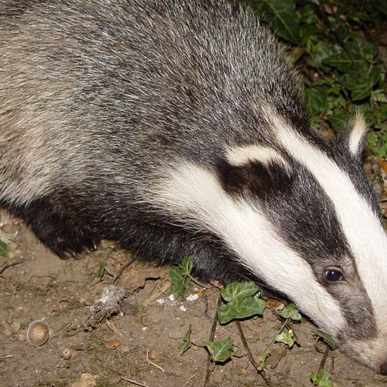 Two men are jailed in Britain for an ancient and barbaric crime: badger ...
