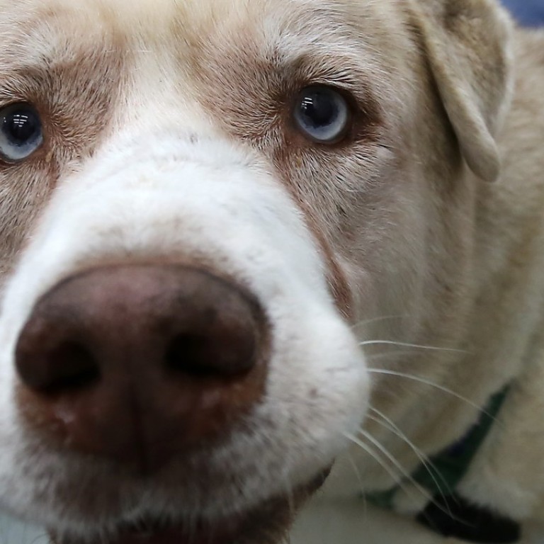 Opinion | How ‘Chinese dogs’ became the accepted term for mongrels ...