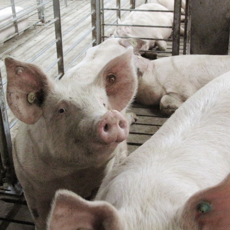 Inside the hi-tech megafarms transforming China’s pork production ...