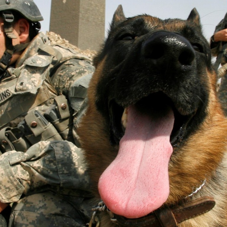 US Army mistreats its soldiers’ life-saving, bomb-sniffing canine ...