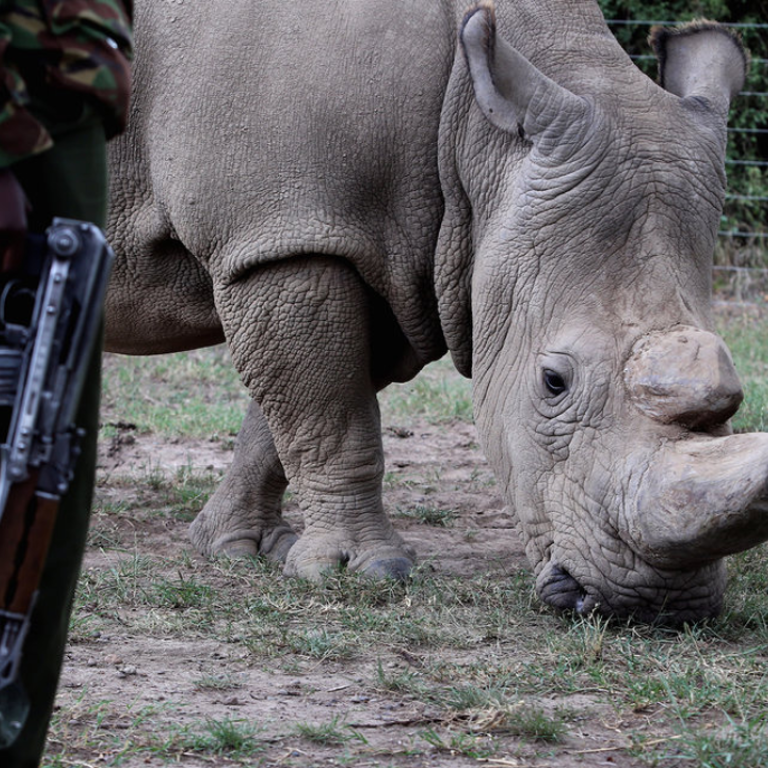 An American biotech start-up is trying to end poaching by flooding the ...