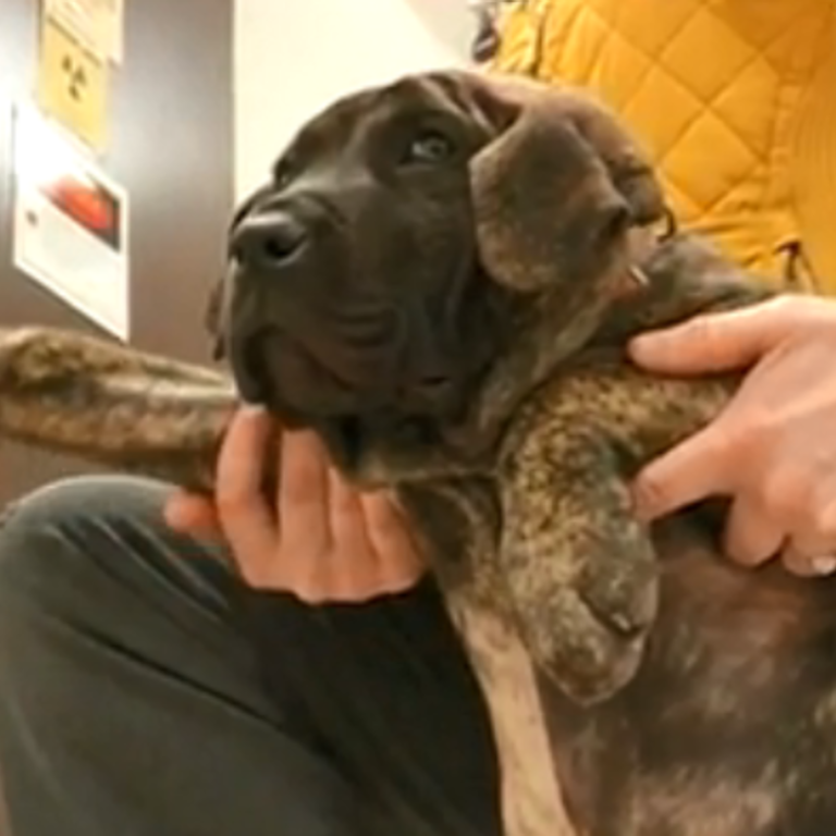 The power of ‘Doga’: How doing yoga with your dog ‘can help it overcome ...