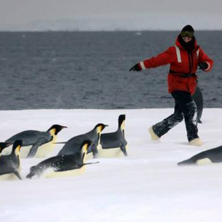 Emperor penguin behaviour is not black and white, say New Zealand ...
