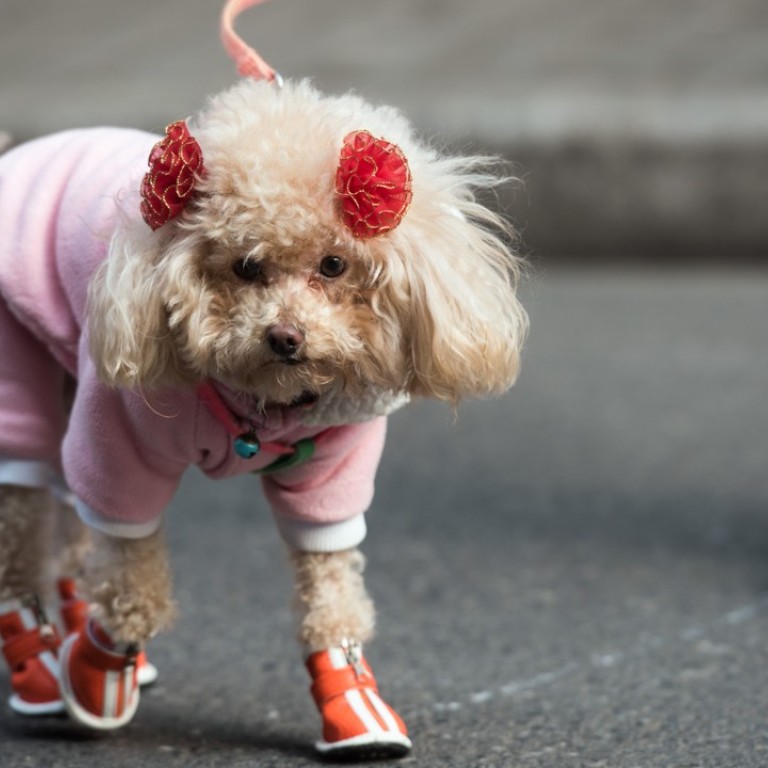 Hong Kong dog owners are telling public hygiene to take a walk | South ...