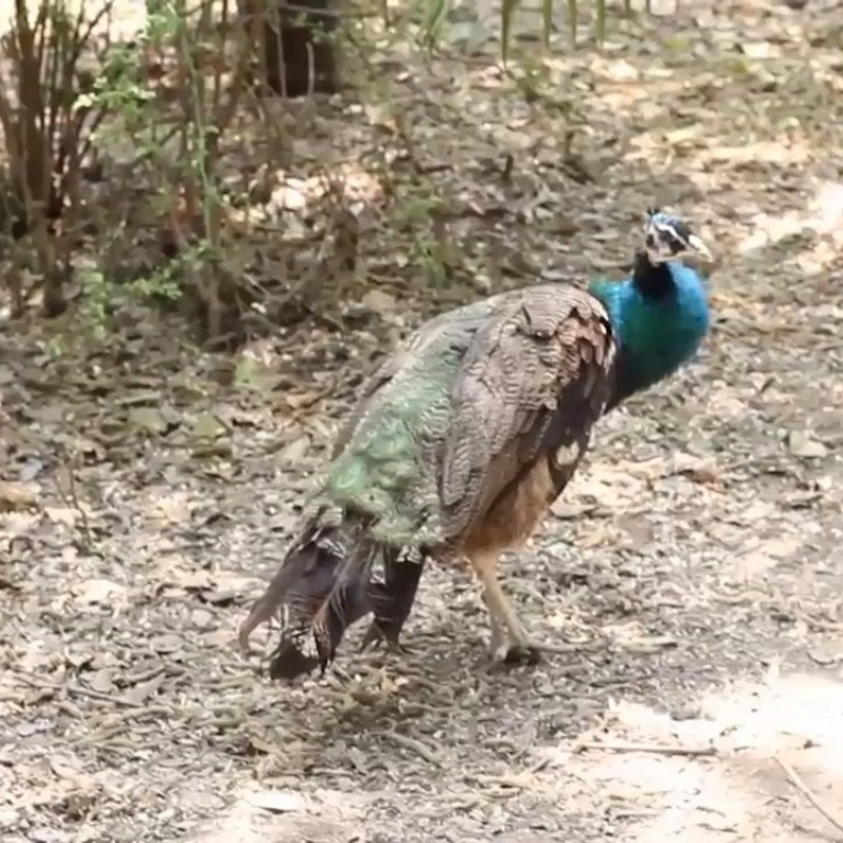 Chinese tourists pluck out live peacocks’ tail feathers at zoo | South ...