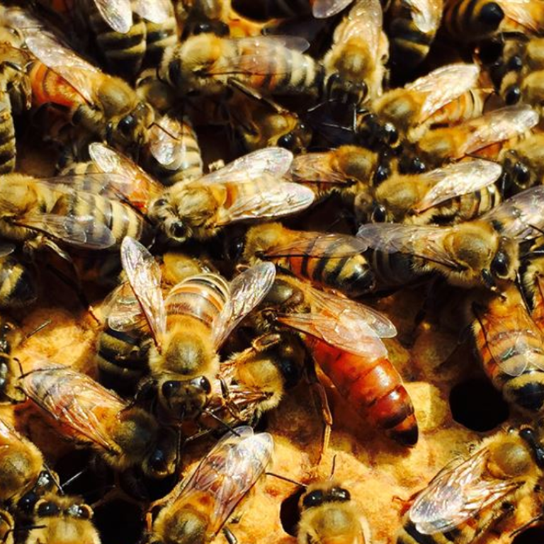 To bee or not to bee: Urban Bees is all the buzz in South Korea | South ...