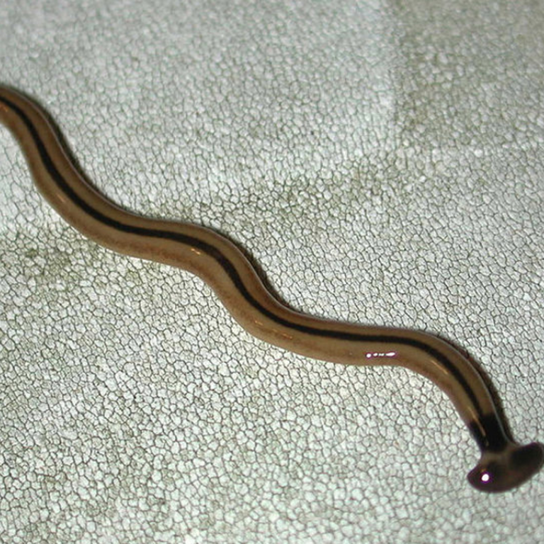 Giant predatory worms are invading France — and nobody noticed for ...