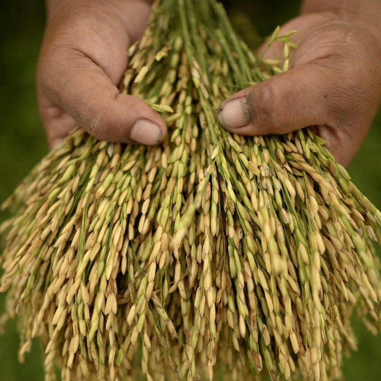 Rice, staple food of billions, could become less nutritious because of ...