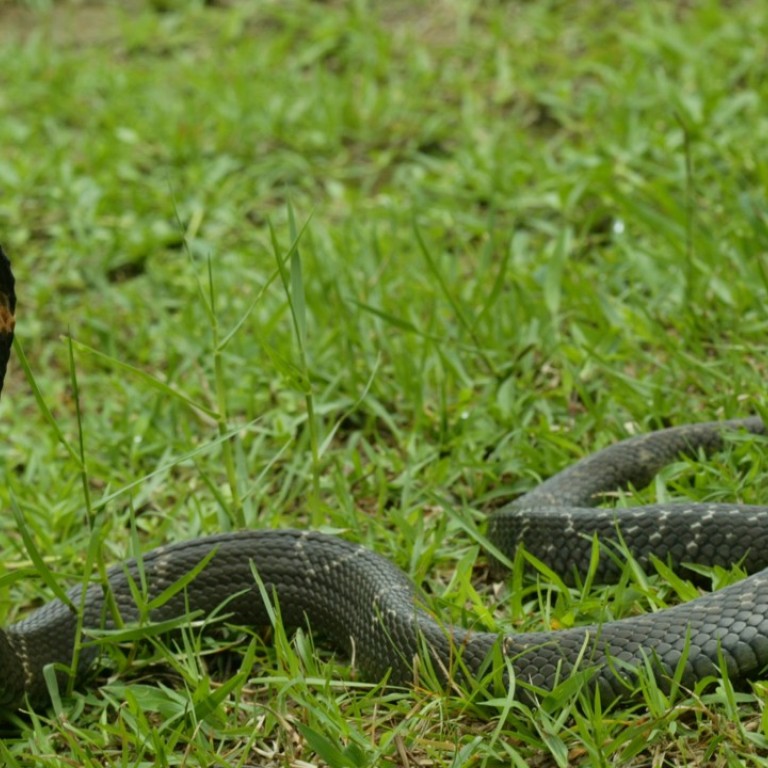 Venomous creatures in Hong Kong, from jellyfish to hornets to ...