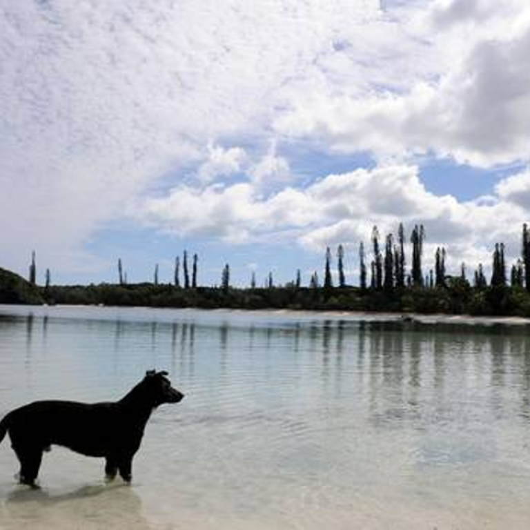 Where did the Pacific’s first dogs come from? | South China Morning Post