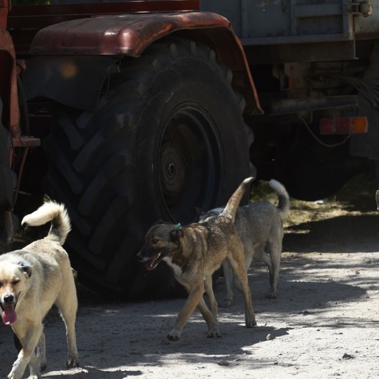 Atomic dogs: Chernobyl’s strays being groomed for new life in US ...
