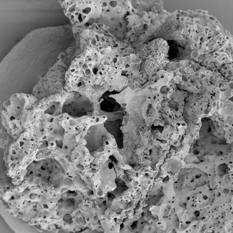 Ancient grains: world’s oldest bread, baked 14,500 years ago, is found ...