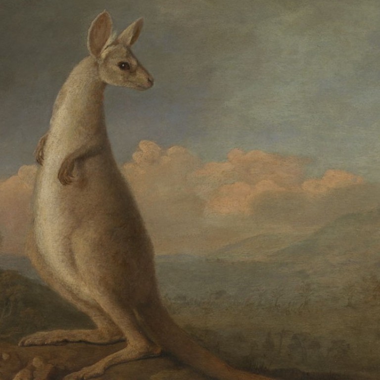Opinion | Myth busting: where the word ‘kangaroo’ really came from ...