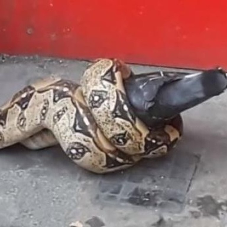 Viral video shows snake eating pigeon in busy London street, but all is ...