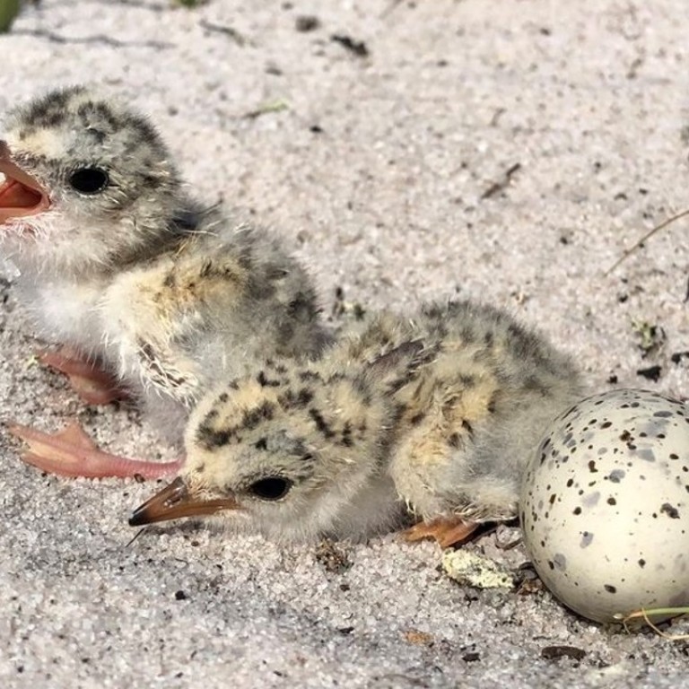 US beach volleyballers decide to play on seabird nesting site, killing ...