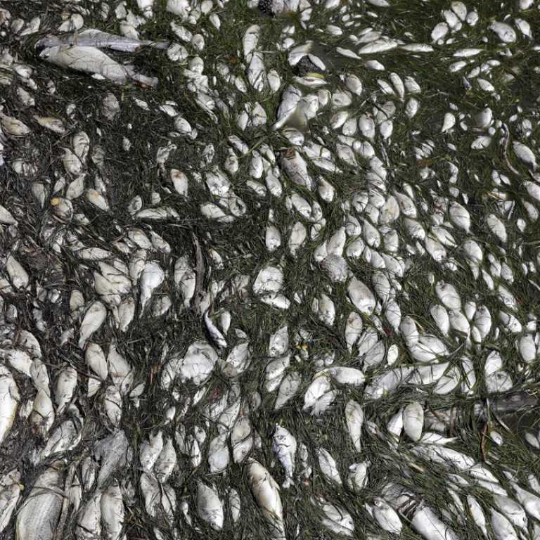 12 dolphins dead in ‘devastating’ loss, as red tide disaster wipes out ...