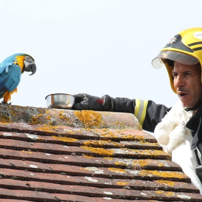 Jessie the foul-mouthed London parrot tells firefighters where to go ...