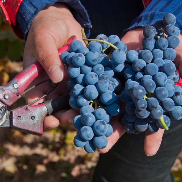 China cultivates a grape-growing region, but it struggles to uncork ...