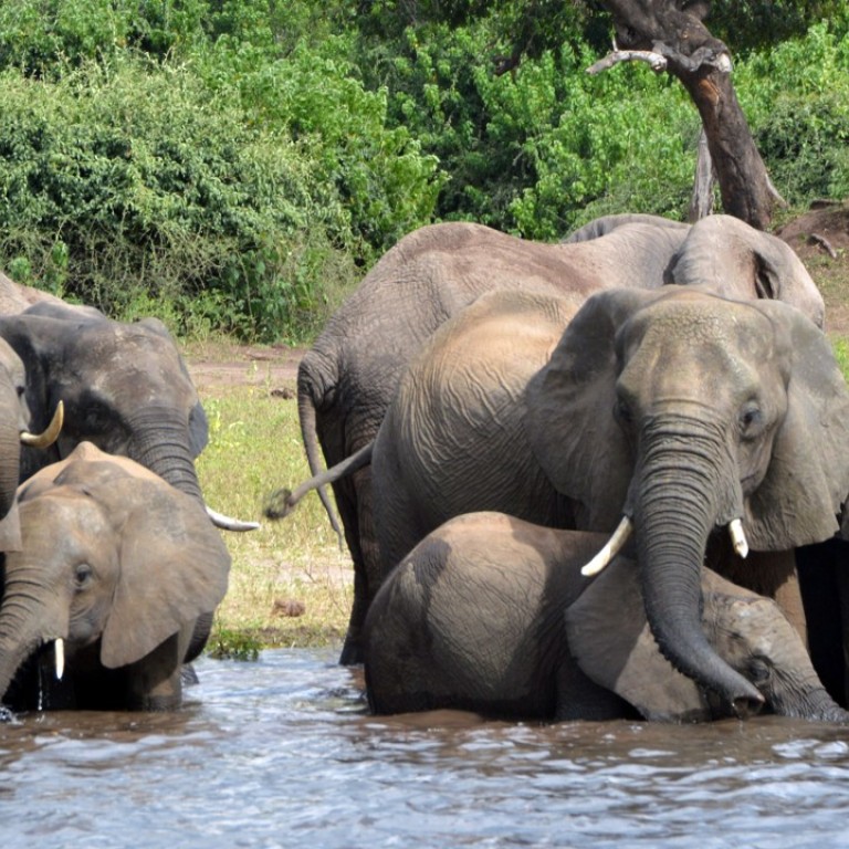 Mass poaching massacre: nearly 100 elephants slaughtered for ivory in ...