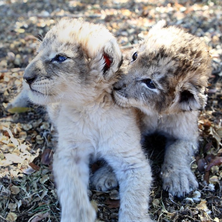 In world first, South African lion cubs conceived artificially | South ...