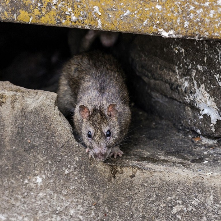 Hong Kong’s rat problem can be tackled with accurate data and ...