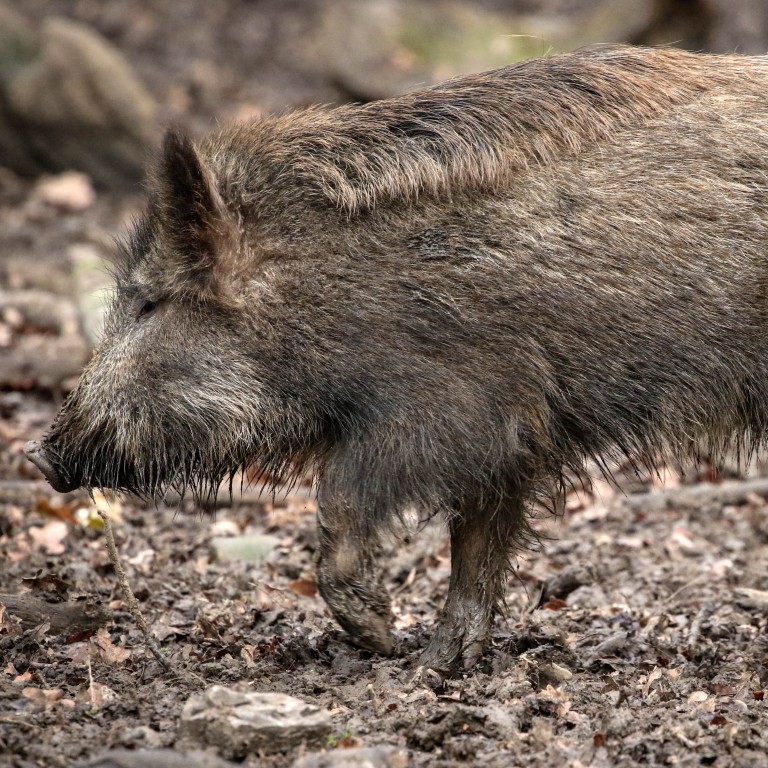 The whole hog: How a Japanese housewife is cashing in on the country’s ...