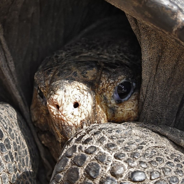 She lives! Fernandina Giant Tortoise, a species thought extinct for a ...