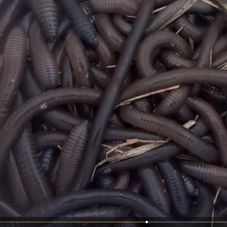 China’s taste for worms is killing the soil | South China Morning Post