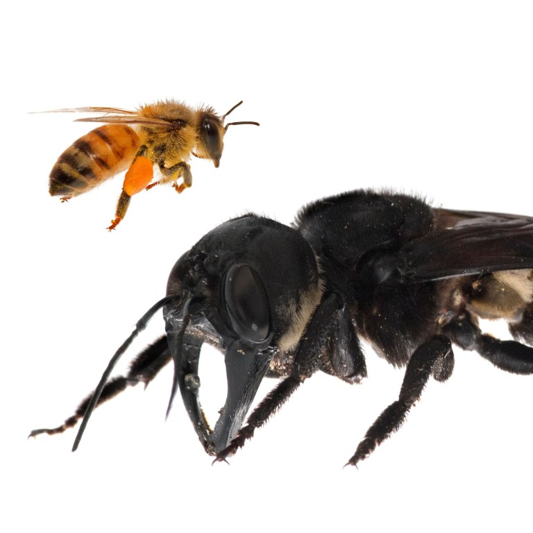 World’s biggest bee, nicknamed the ‘flying bulldog’, is re-discovered ...