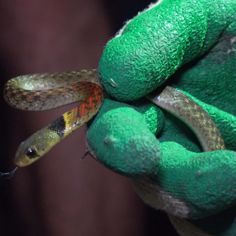 Hong Kong snake encounters | South China Morning Post