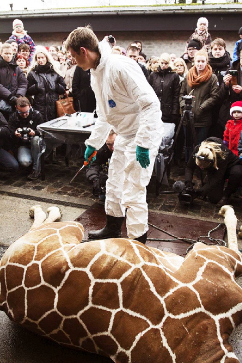 Bolt Pistol Giraffe To Put Down