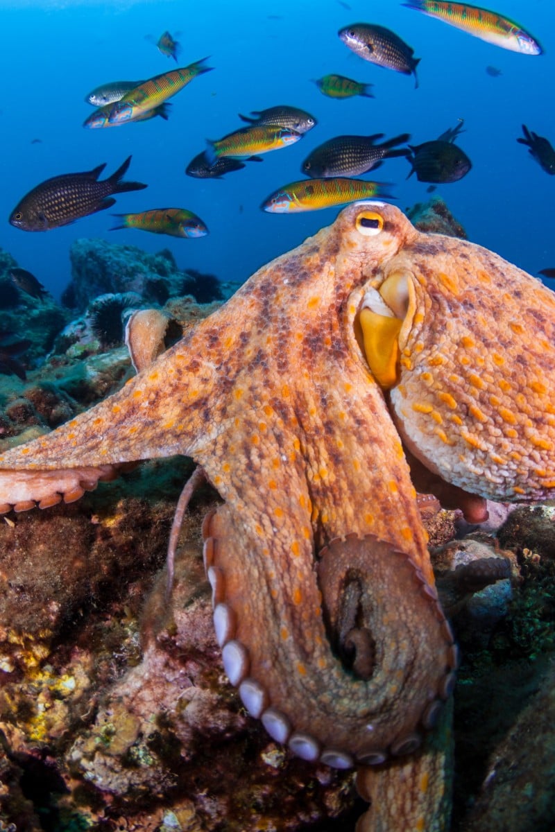 Common Octopus Habitat