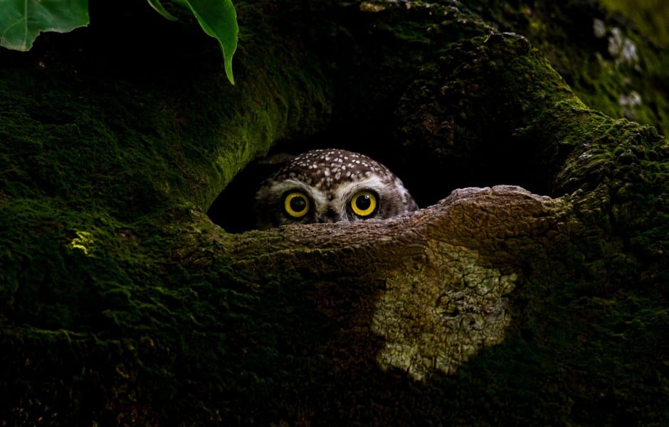 Sony World Photography Award Winners Sony World Photography Awards