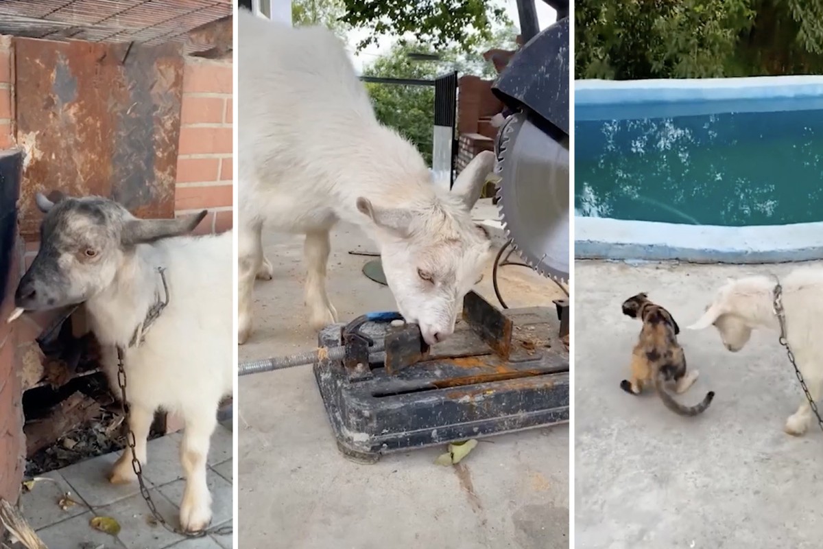 Study Buddy (Explorer): ‘Naughty but adorable’ pet goat in China that ...