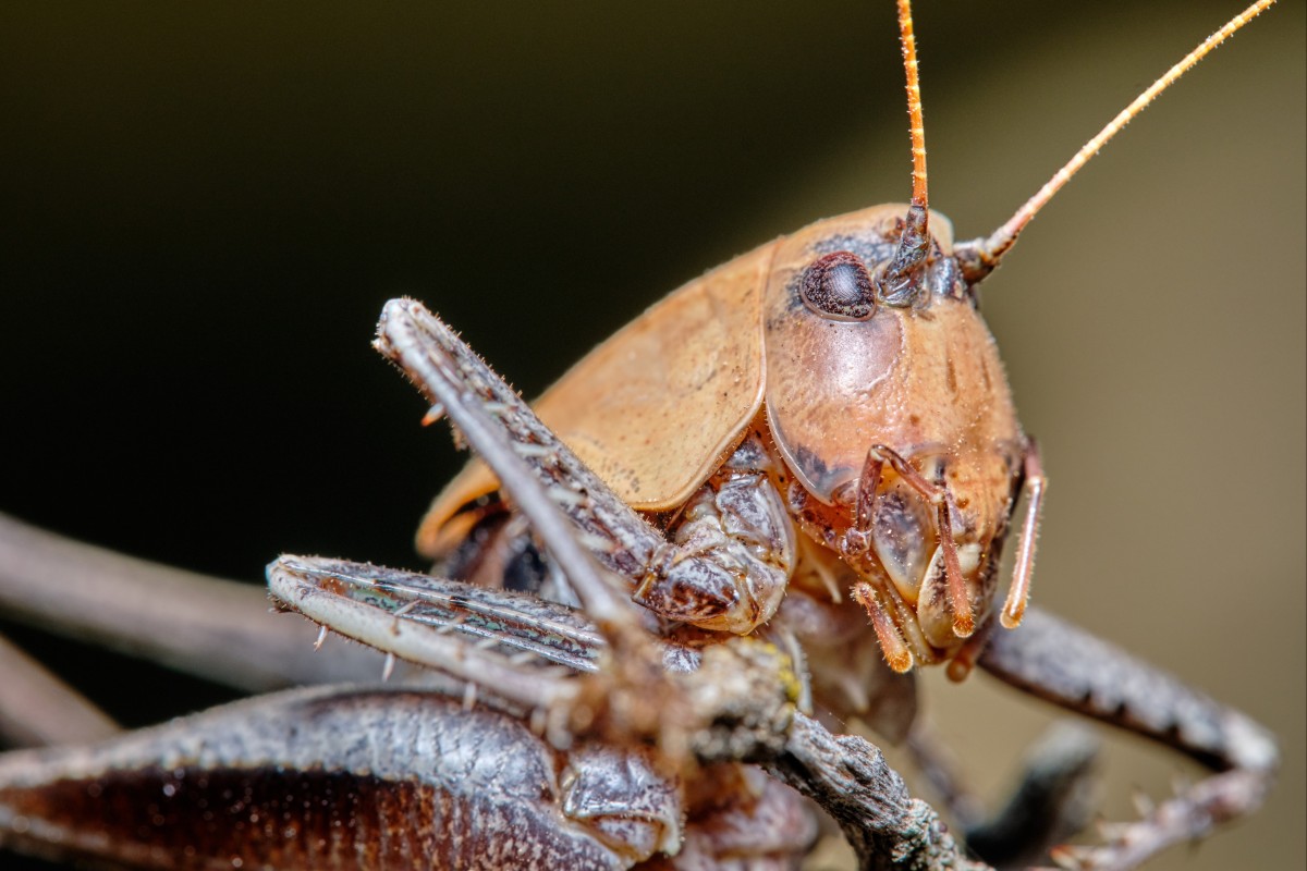 US town invaded by millions of crickets - Young Post | South China ...