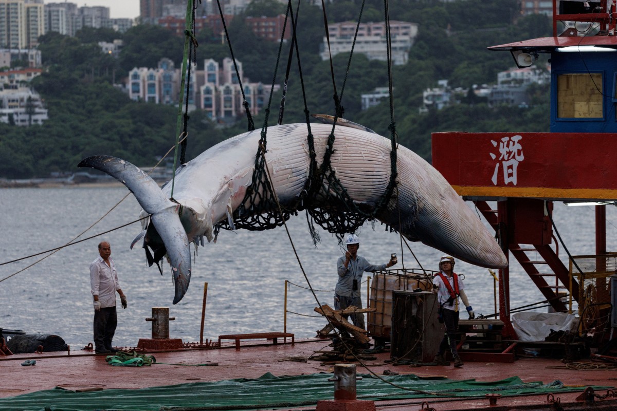 Whale carcass found in Hong Kong waters to be buried but authorities ...