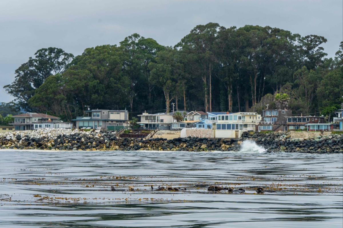 Climate change brings great white sharks to central California waters ...