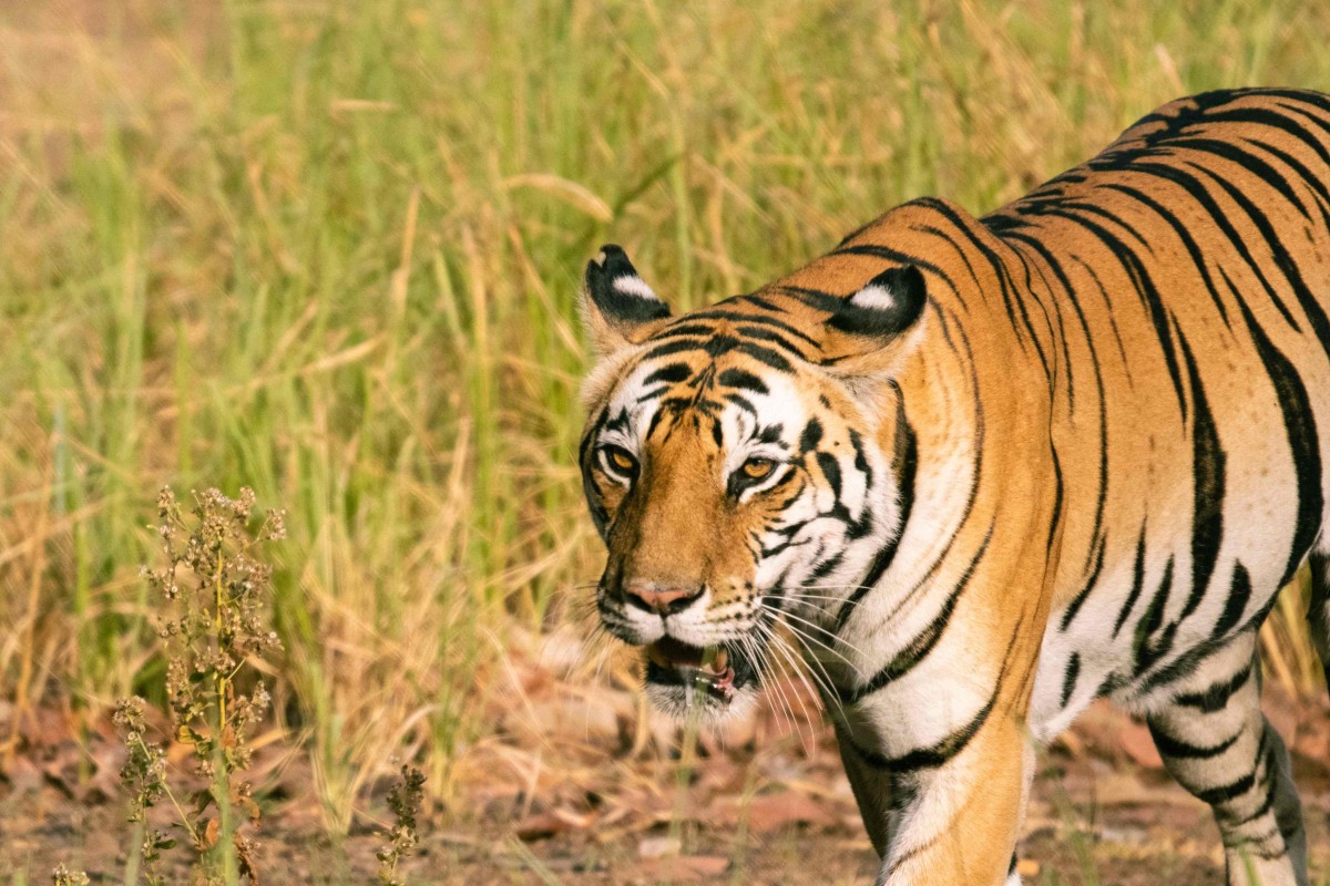 AI-based camera system detects tigers on the prowl, protects humans and ...
