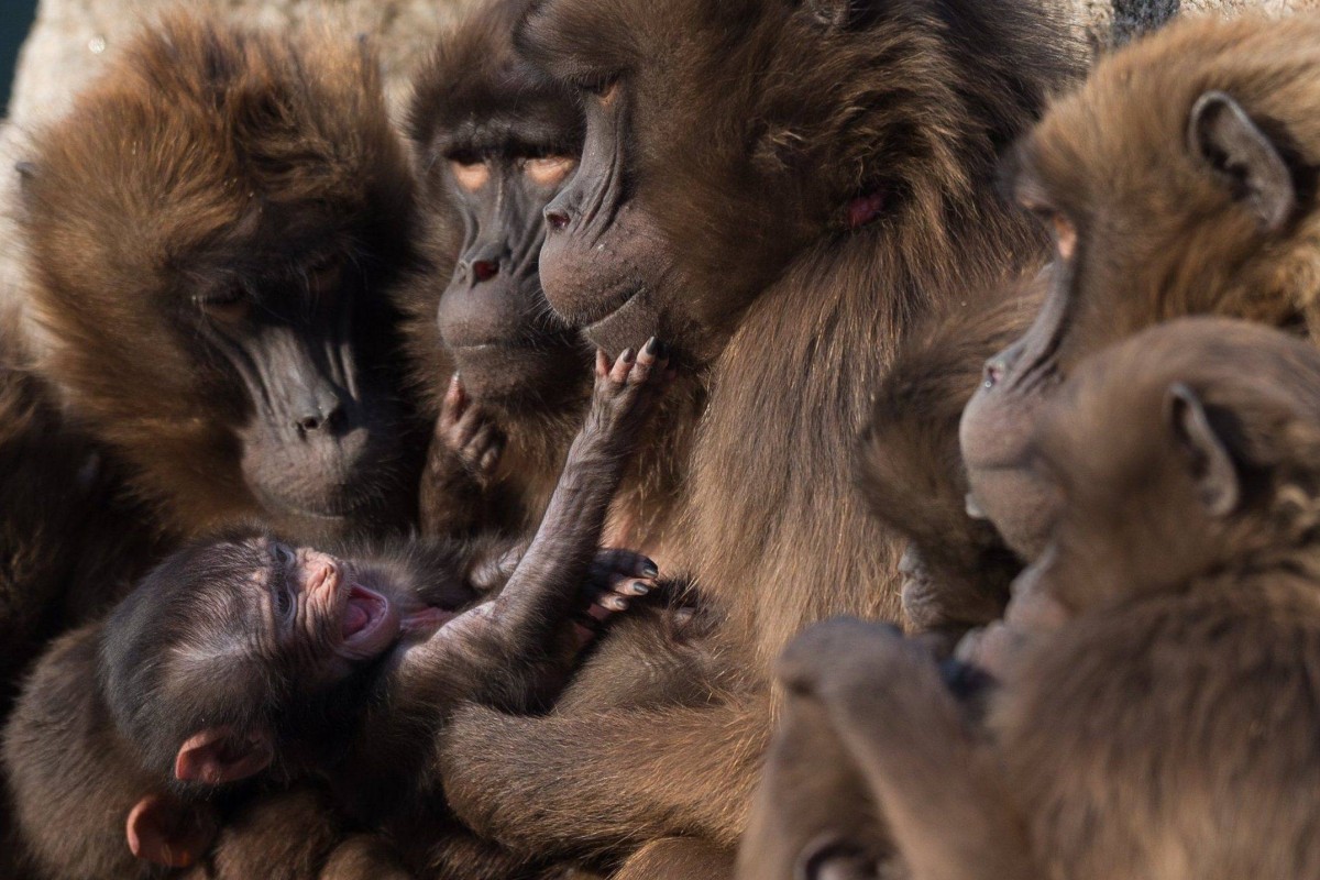 Monkey see, monkey do: study finds baboons are strategic cooperators ...