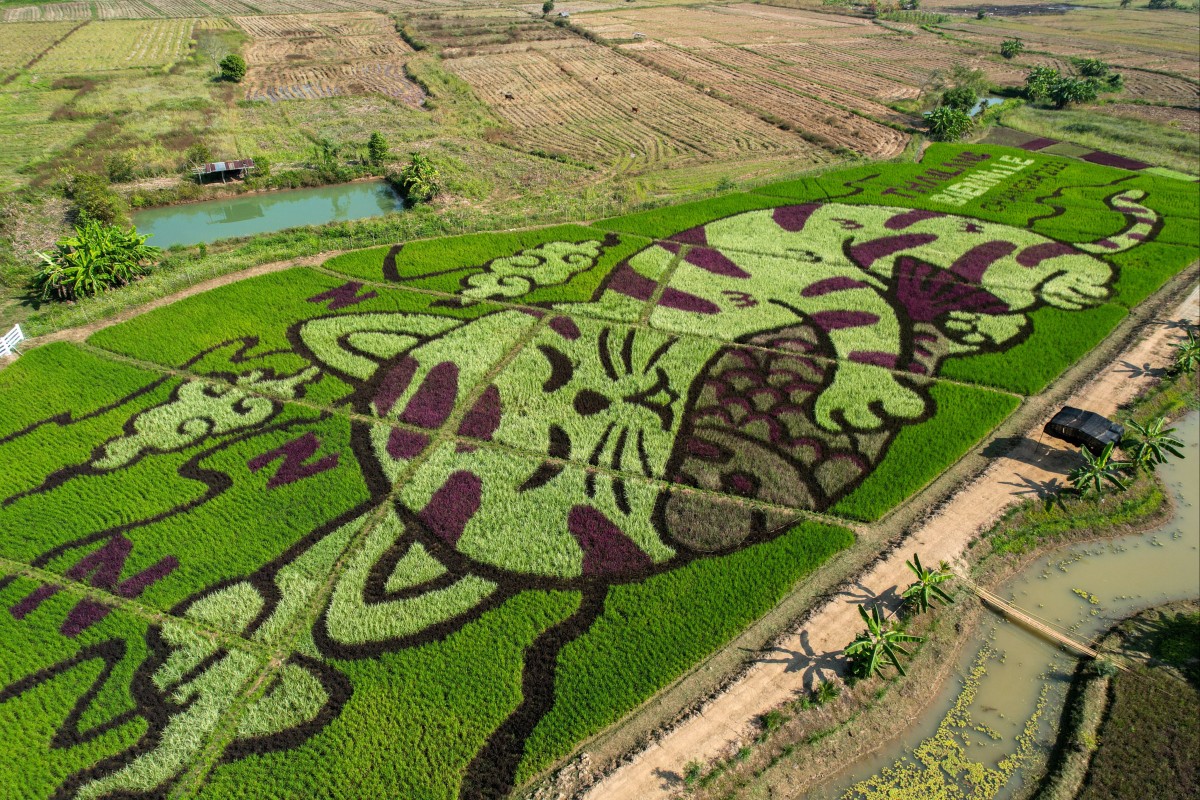 Thai farmer uses cat art to turn rice fields into a tourist attraction ...