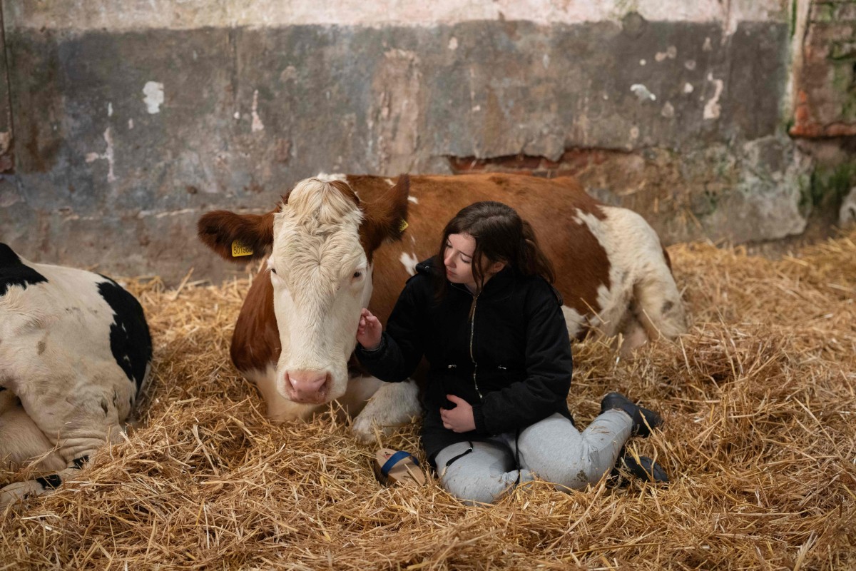 5-minute listening: Calming cow cuddles at Dumble Farm in England ...