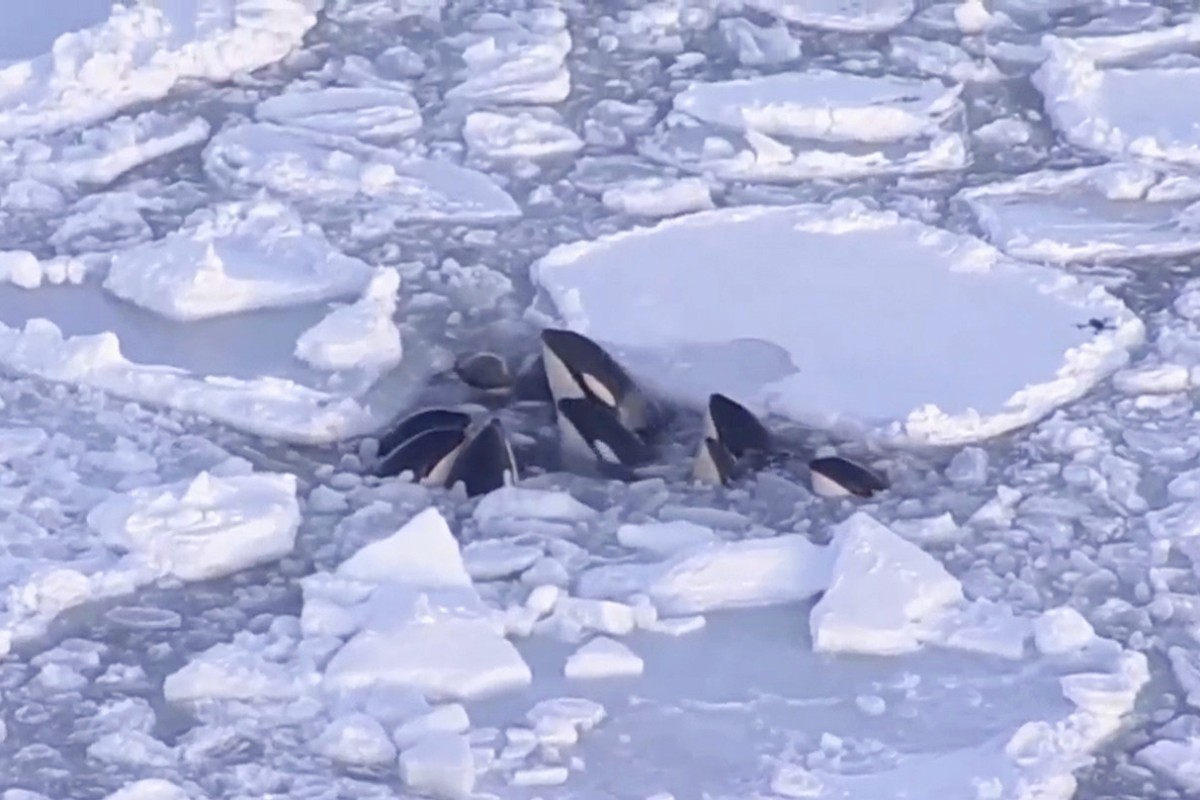 Whale of a time as orcas trapped in drift ice off northern Japan in ...