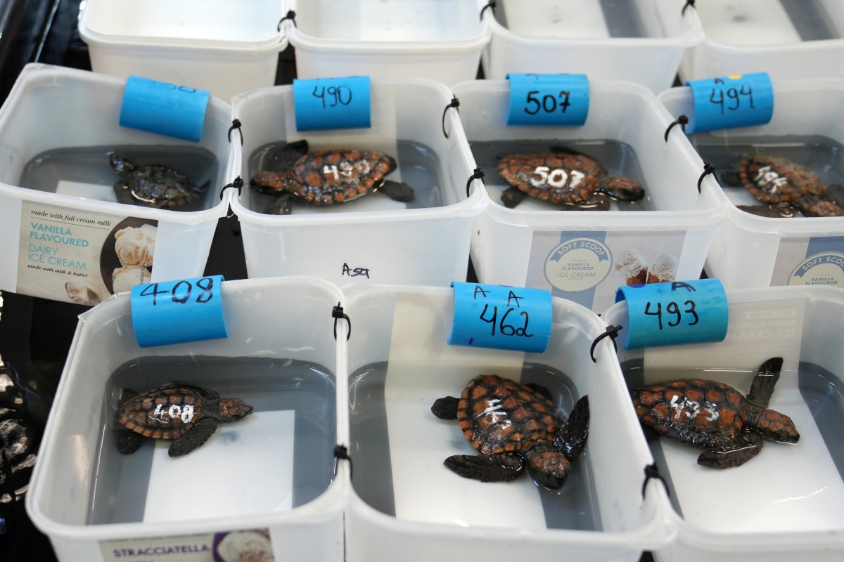 Intense storm washes more than 500 baby sea turtles on South African ...