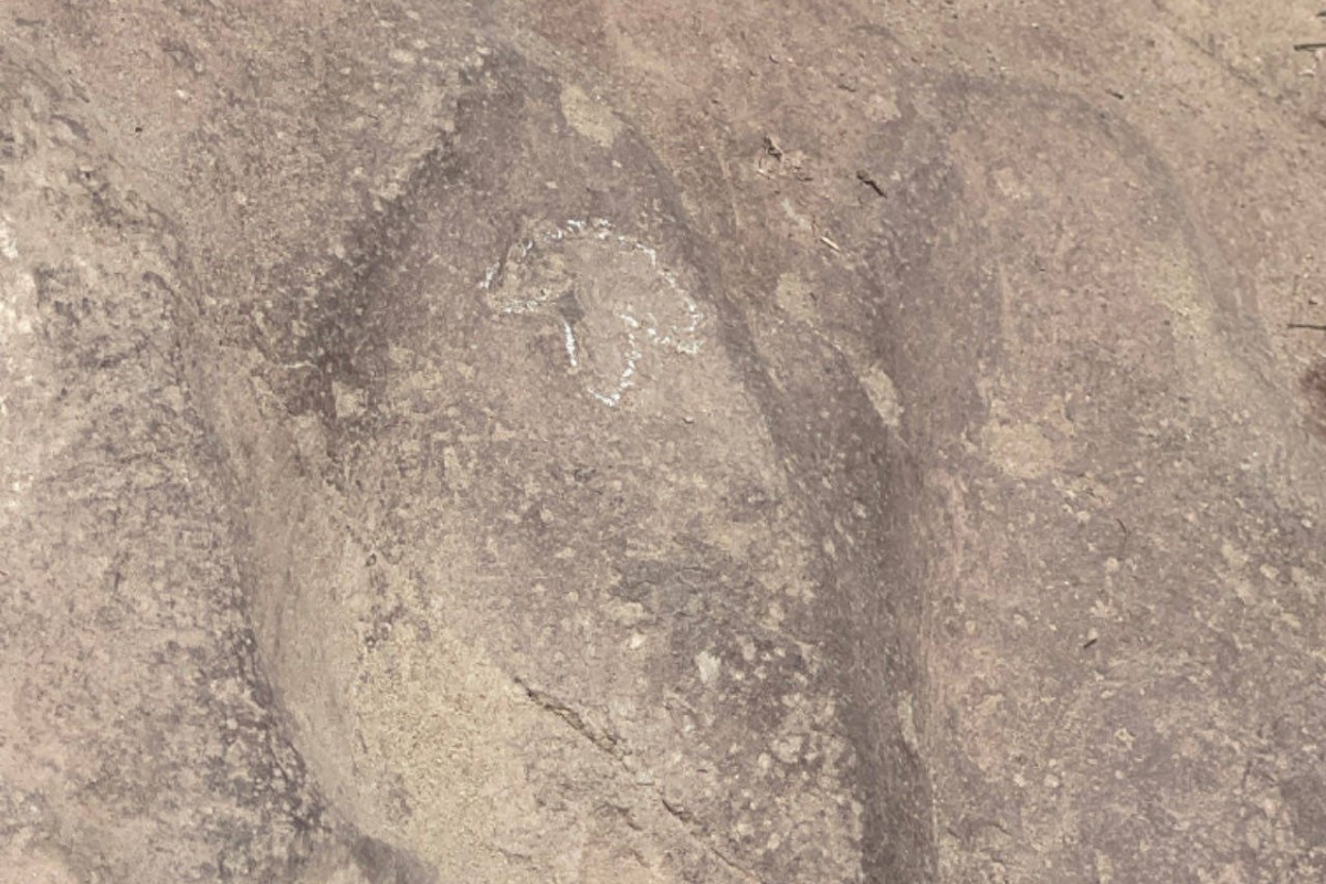 Small dinosaur footprints from the Cretaceous period discovered in ...