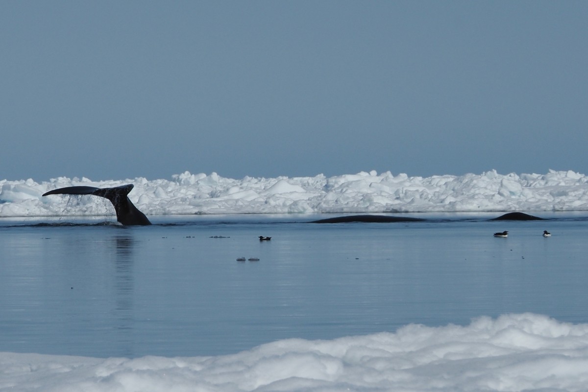 Arctic whales have great harmony and can synchronise dives dozens of ...