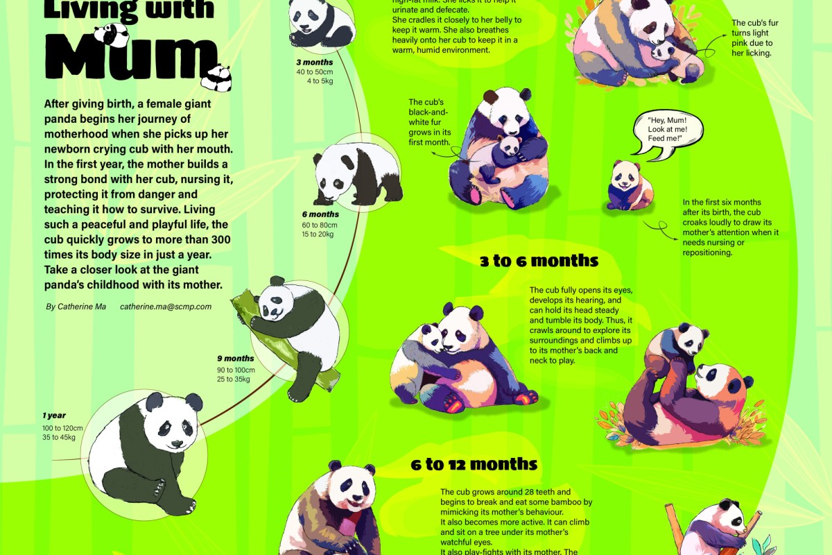 how to draw panda life cycle